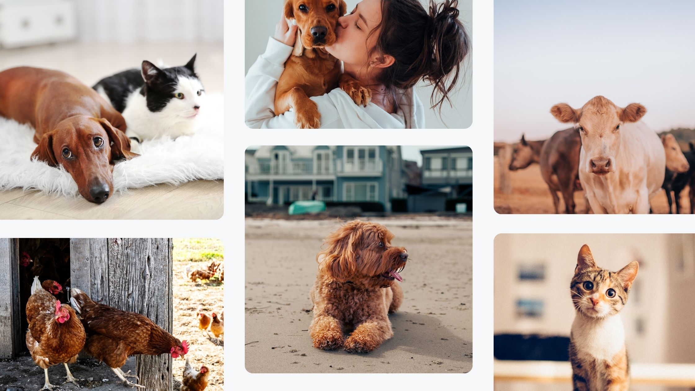 Using pets in your marketing campaign